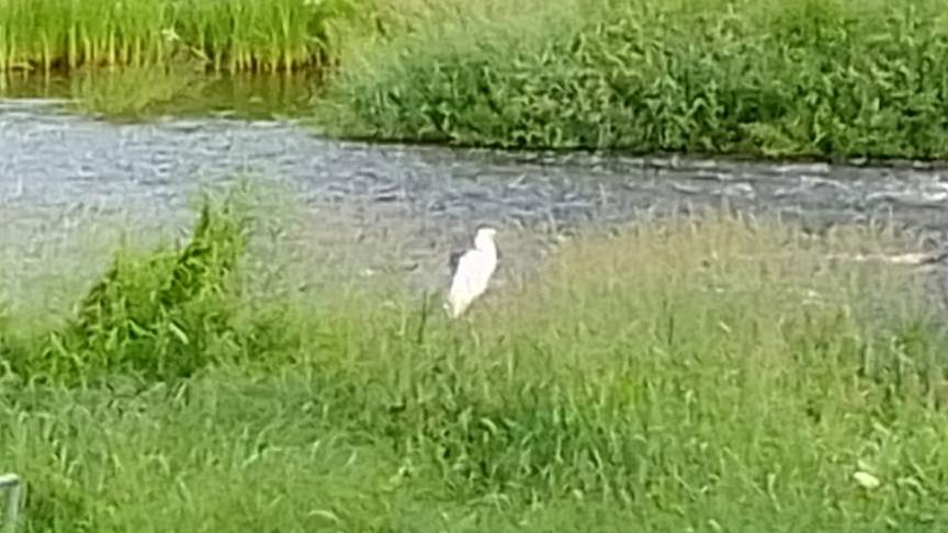 Цапля завтракает. Псков . Финский парк 24 июня 2024 года