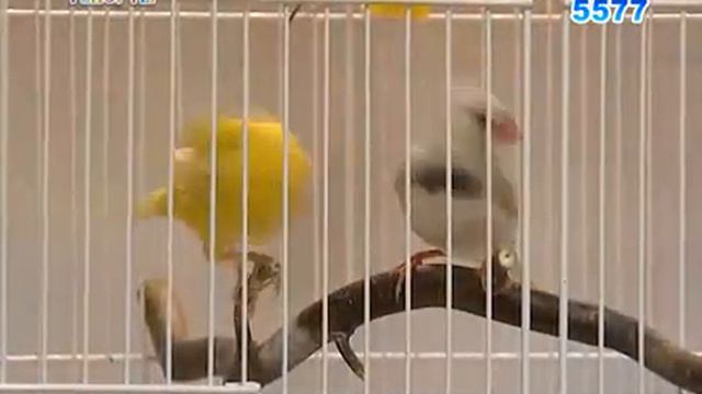 РОДИОН ШАРАПОВ