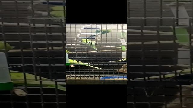 Лестница из джута для волнистых попугаев