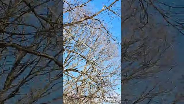 Белка в парке Тропарево