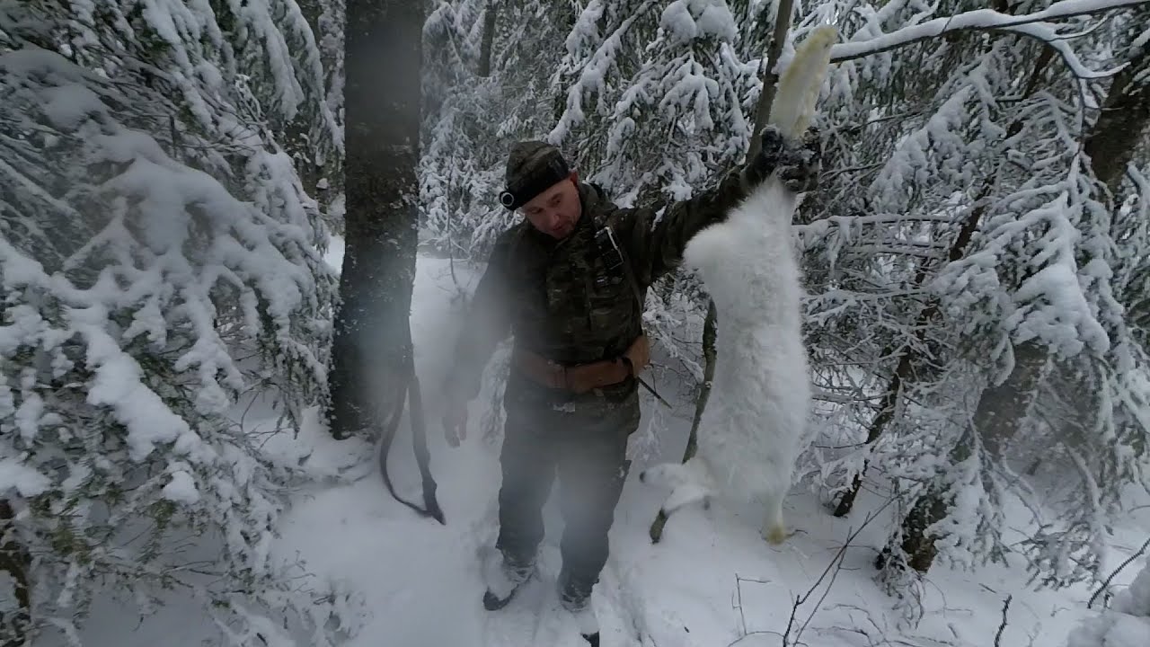 Как РАКЕТА пролетел! ТРОЙКОЙ на повал! ЭВА повредила лапу! Охота на ЗАЙЦА! Сезон 2021-2022г.
