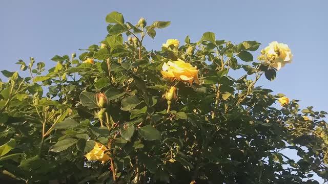 Пять утра. Прогулка по саду. Обзор 28.05.22.