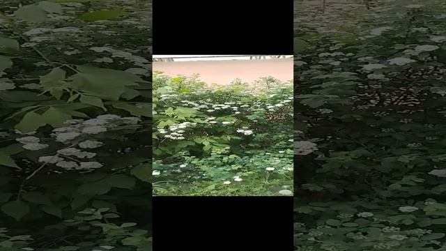 Цветы волчьих ягод