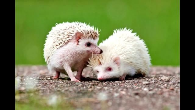 Ёжик Егорка Алексей Добрынин Hedgehog Egorka erizo Egorka Hedgehog Egorka.mp4