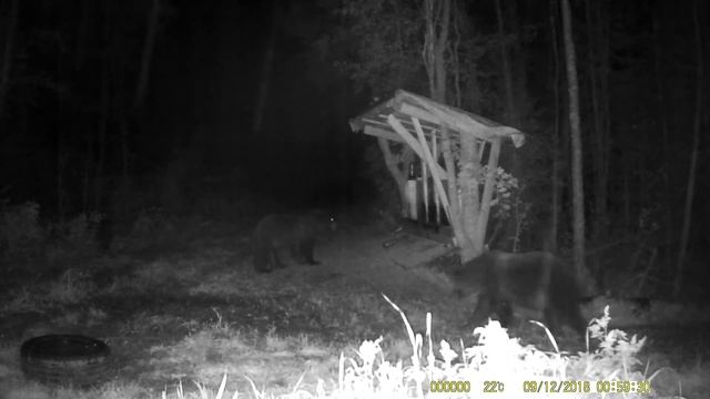 Медведи на кормушке, запечатлённые фото ловушкой. Часть № 23