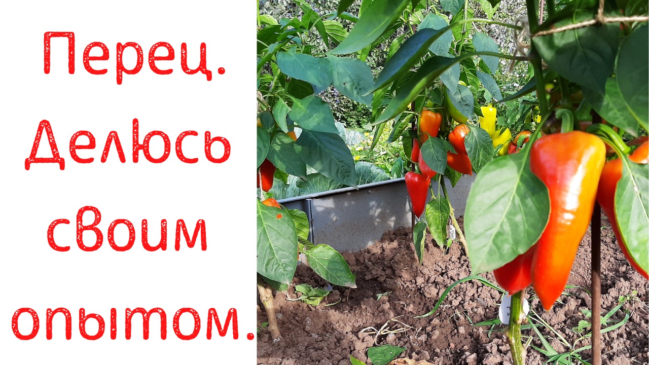 Все про перец. Открытый грунт. Север Удмуртии.