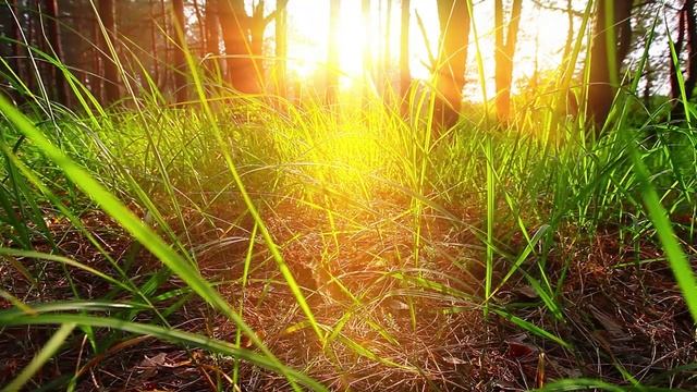 Медитация. Доброе утро. Прогулка по саду.