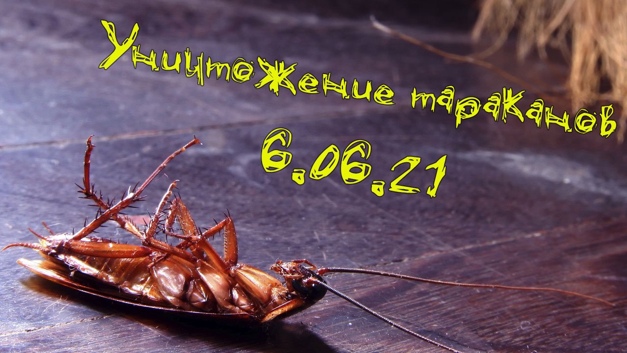Уничтожение тараканов холодным туманом