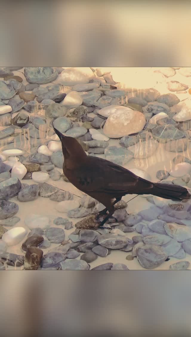 Мексиканская ворона. Bahia Principe Grand Tulum. Buffet restaurant Yucatan. MEXICO. #Funny_animals