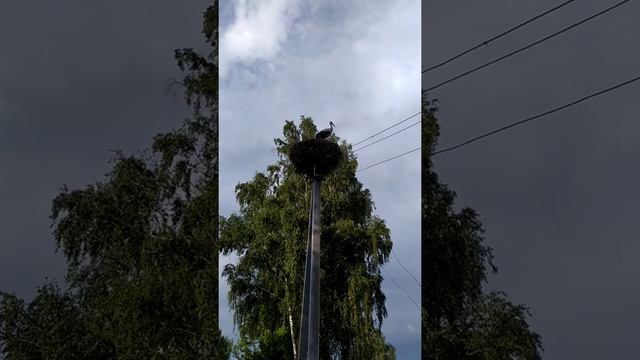 Аисты в деревне Перетин.