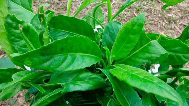 Джинура,Листья Бога,шпинат долголетия.