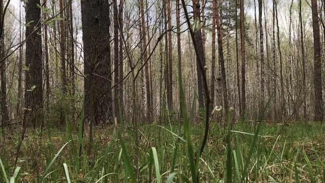 Успокаивающие звуки леса Для медитации, сна, отдыха