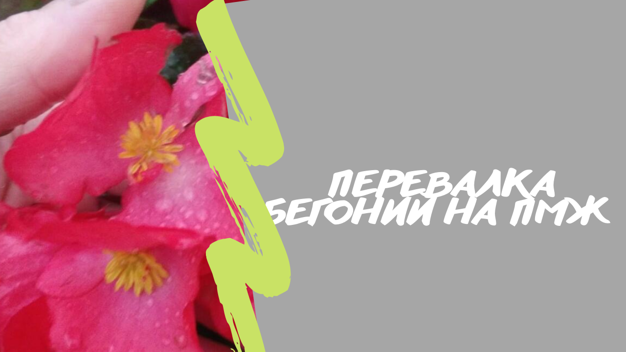 Бегония?высотой 70 см?. Переваливаем в 16-ти литровые тазы??.