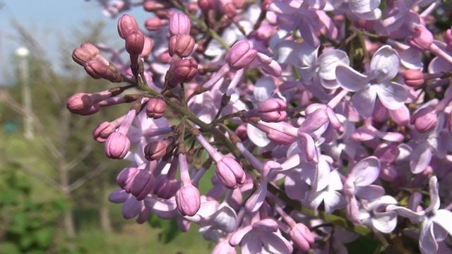 Цветет сирень.