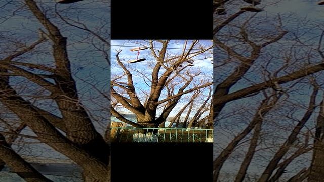 Чудо-дерево.mp4