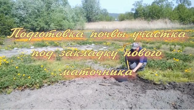Подготовка почвы под закладку нового маточника.