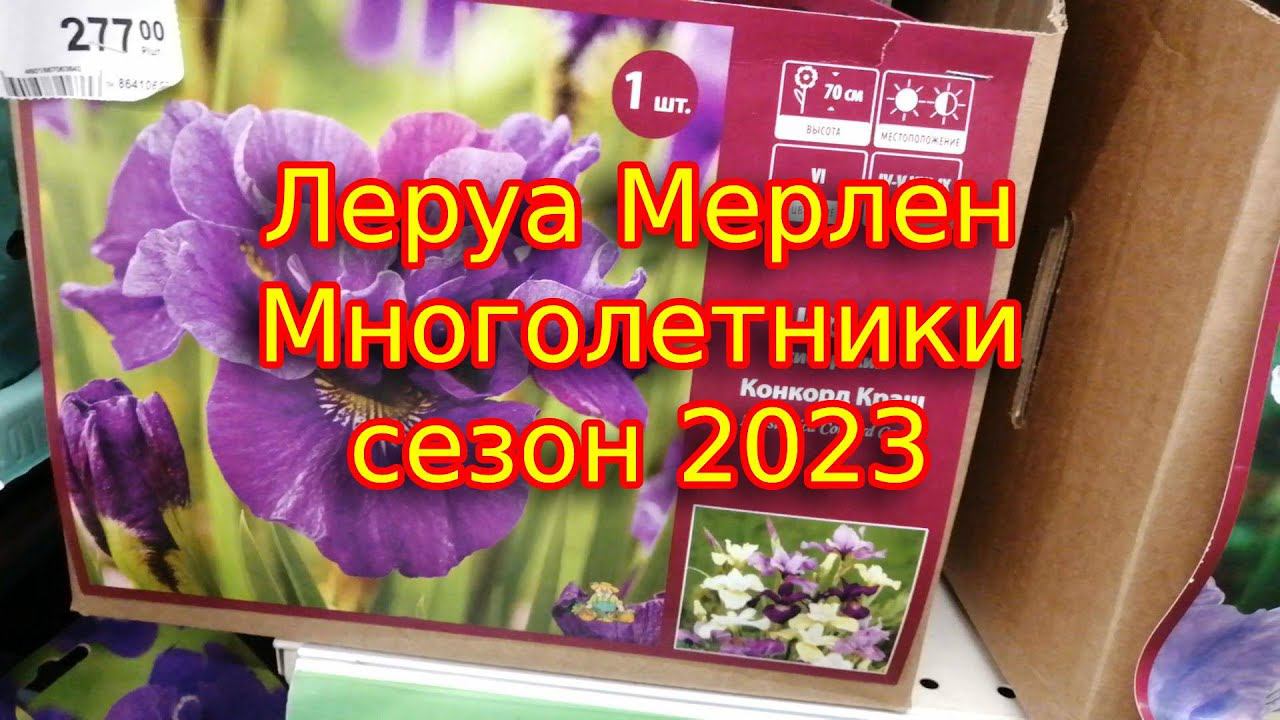 Многолетники в Леруа Мерлен в марте 2023 года