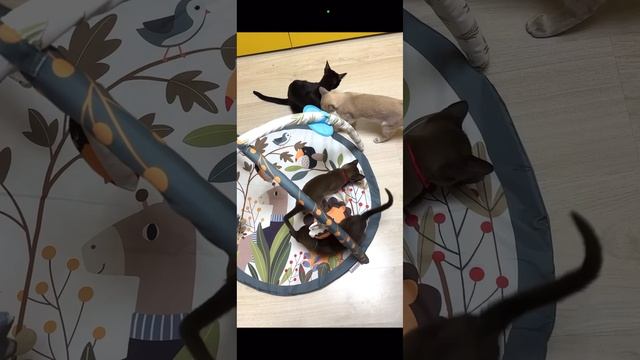 Бурманские кошки . Питомник бурм