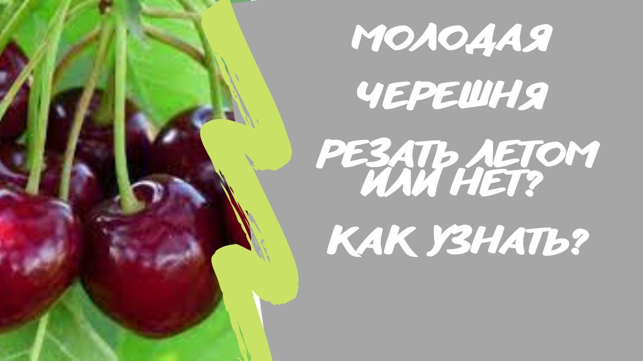 Молодая черешня?. Делать летнюю обрезку или нет? Как узнать??