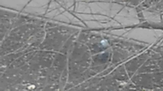 Весна. Сватовство голубя 397215 DSCN5247