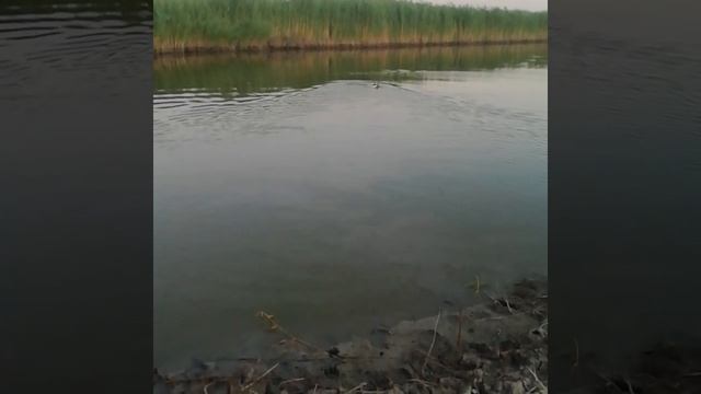 Апорт из воды Бретонский Эпаньоль.mp4