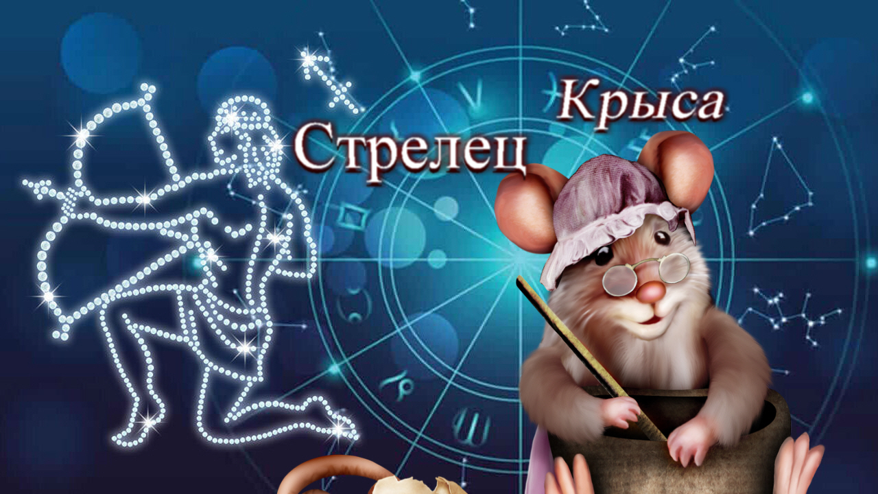 Совмещение гороскопов. Крыса стрелец