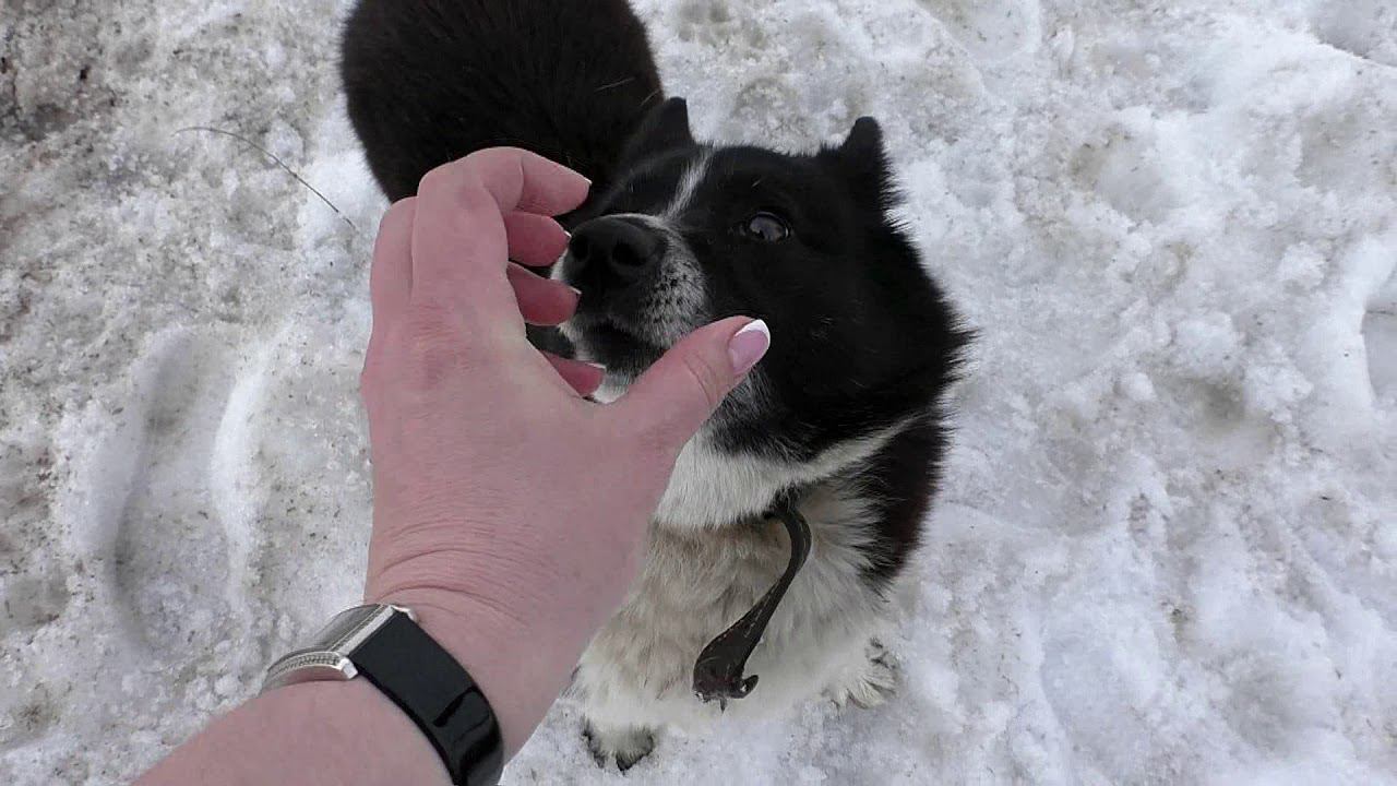 Лошадки и другие животные №10