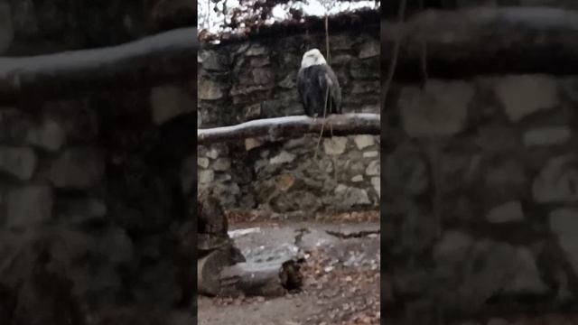 Орлан белоголовый