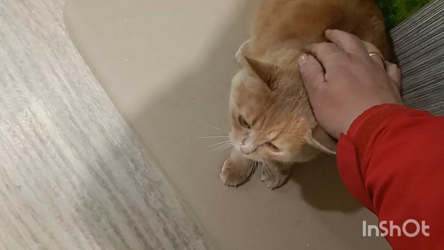 КОТ по Кличке МУРЗИК (23) встречает в Городе ПЕНЗА 04 марта 2023