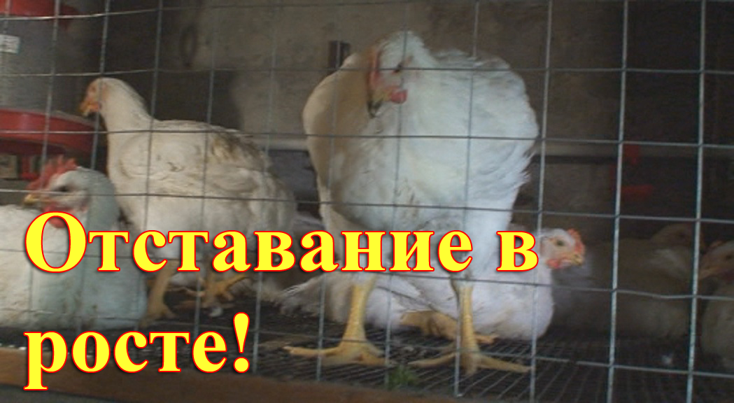 Остановка в росте!Без комбикорма бройлеры не растут,если правильно не рассчитать кол-во белка и т.п.