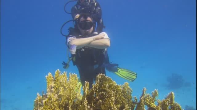 Египет? Красоты Красного моря?Дайвинг?Egypt? Beauties of the Red Sea? Diving