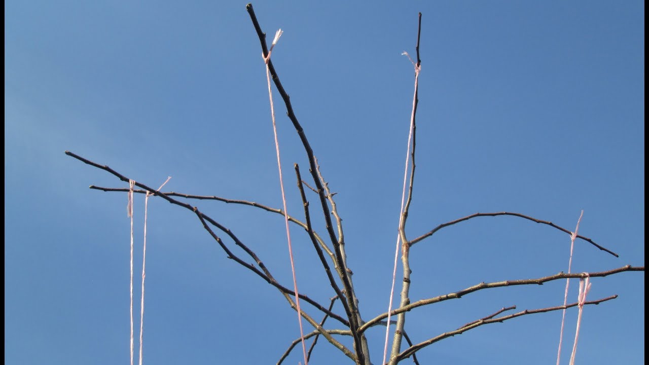 Плодоношение груши