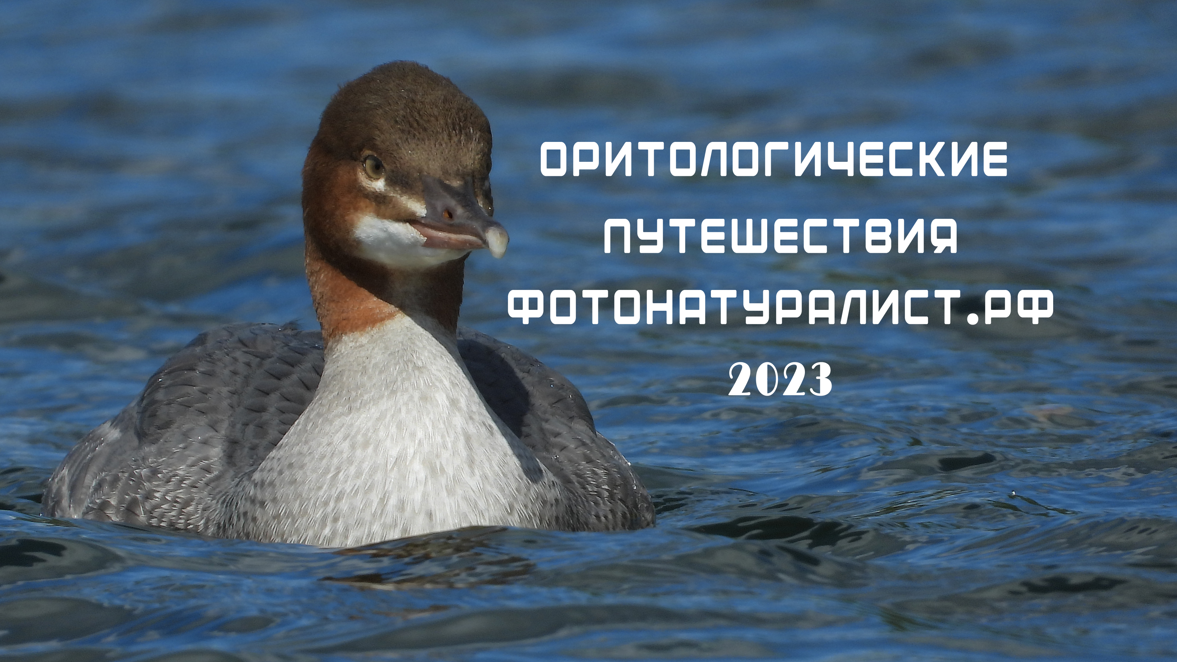 ОРНИТОЛОГИЧЕСКОЕ ПУТЕШЕСТВИЕ, ПЕНЗА - ВАЛДАЙ, ИЮЛЬ 2023