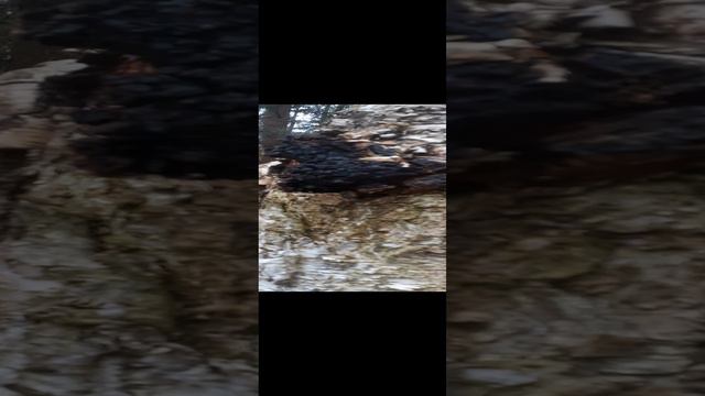 Чага: Собираем правильно.