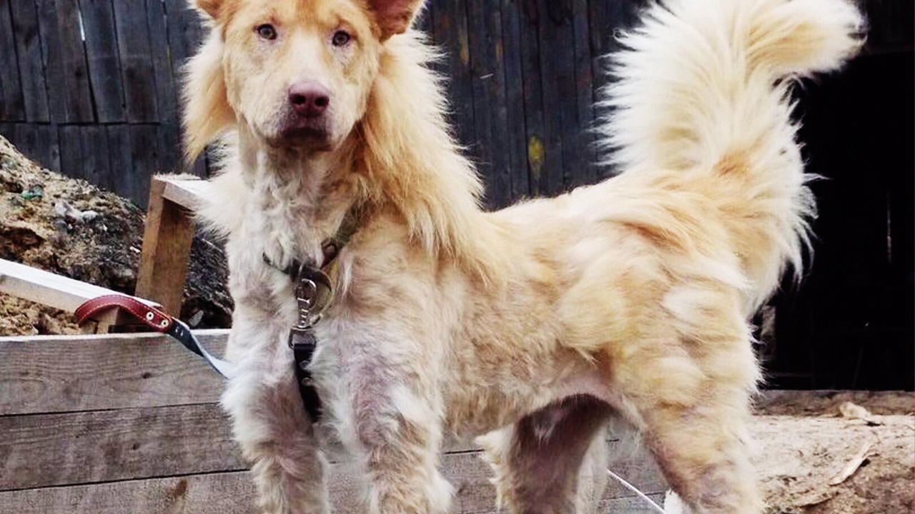 “Я не замечала облезлой шерсти, глядя в его глаза!” Пёс из приюта превратился в грелку для души…