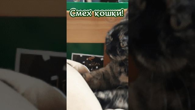 Смешные прикольные коты, смешные кошки, приколы с котами.