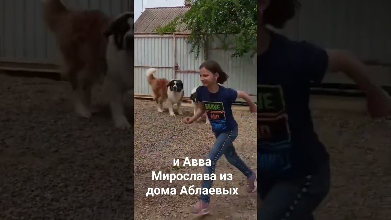 Московская сторожевая - лучшая из лучших!