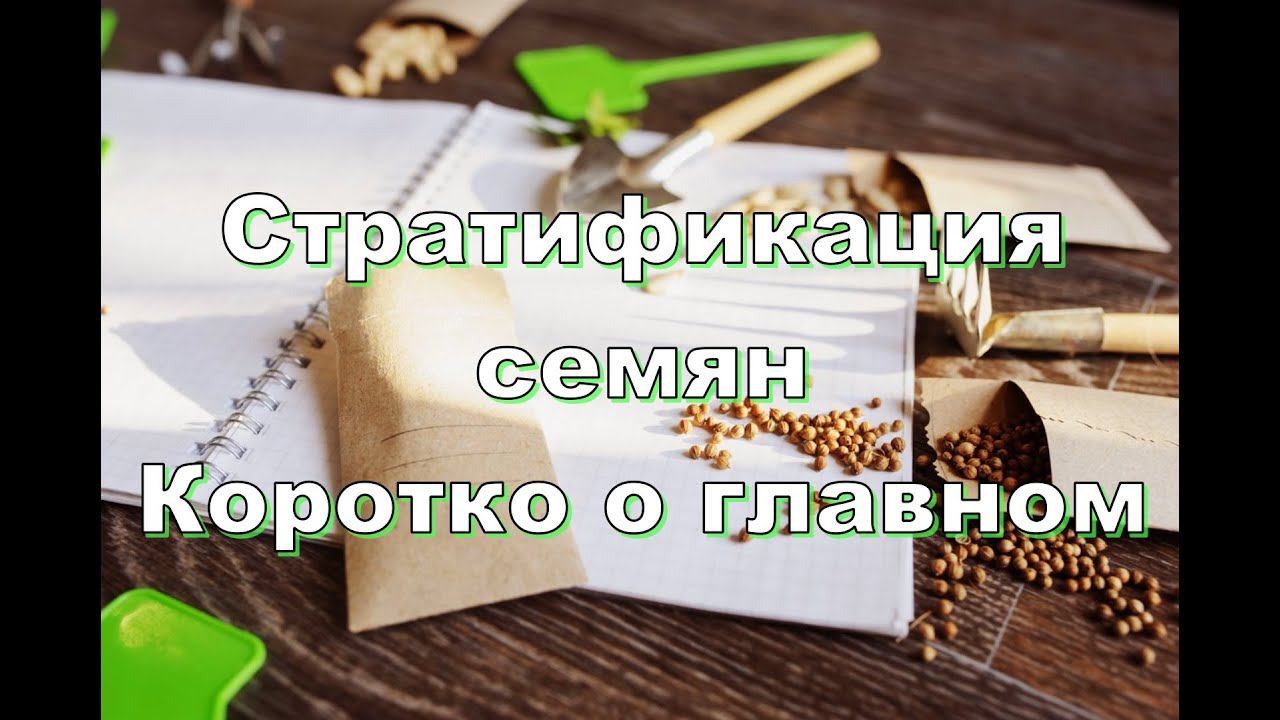 СТРАТИФИКАЦИЯ СЕМЯН. КОРОТКО О ГЛАВНОМ