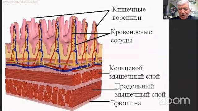 Проблема мышечной массы. Руденко В.В. Академия Целителей.mp4