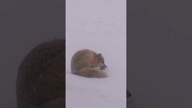 апрель. Ямал.