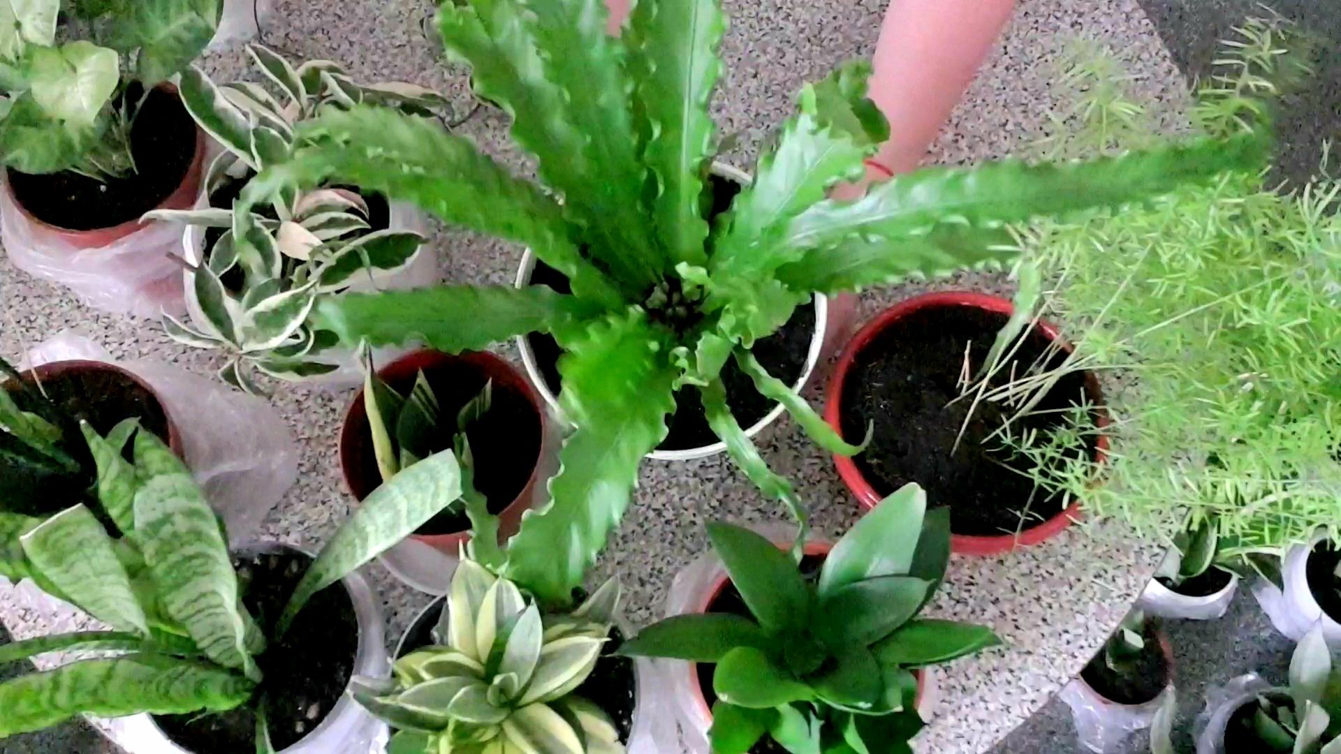 ?Пересадки???(С самого утра как пчела...?)