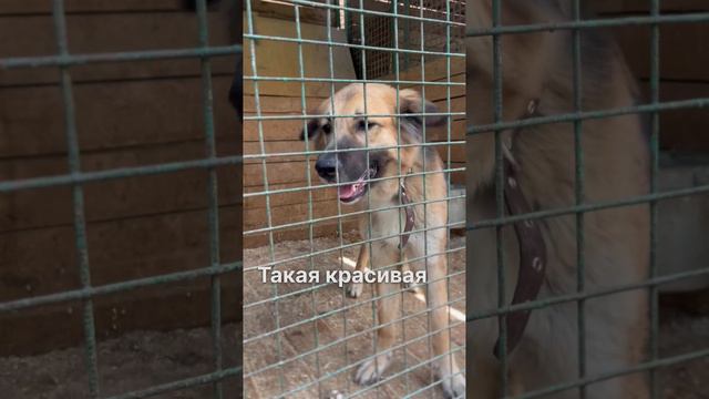 Как же Пшенка хочет быть чьей-то