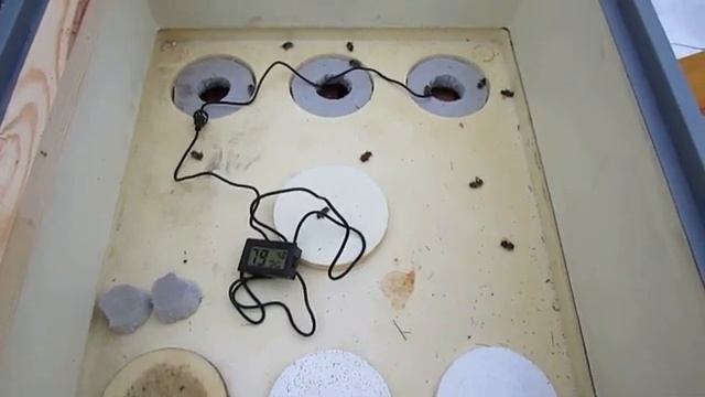 холстик и пленка ушли в прошлое, полностью перевел все ульи на потолочины - 19 января 2023 года