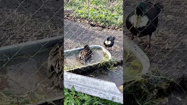 Я должен принять ванну! I have to take a bath! #villagelife #деревня #ducklife #duck