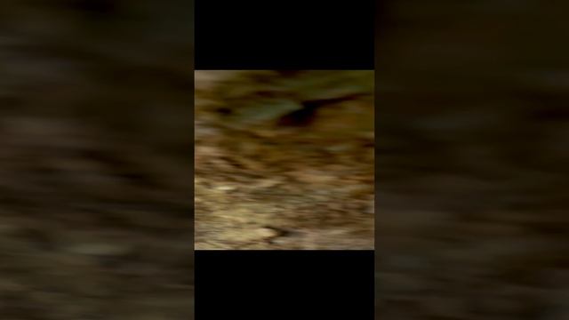 Позвольте представить: кенийская многоножка.