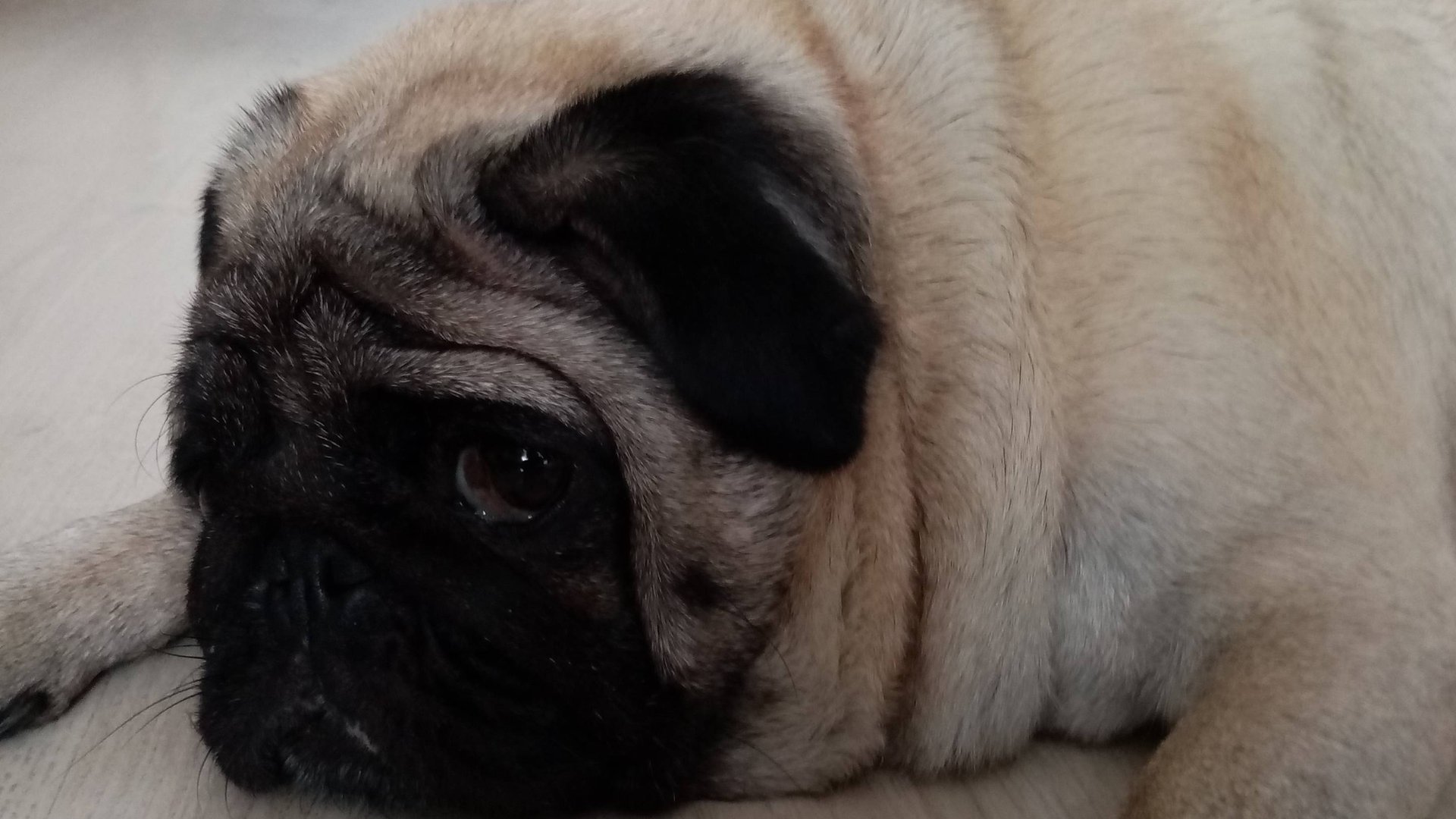 Важная процедура#Мопсы