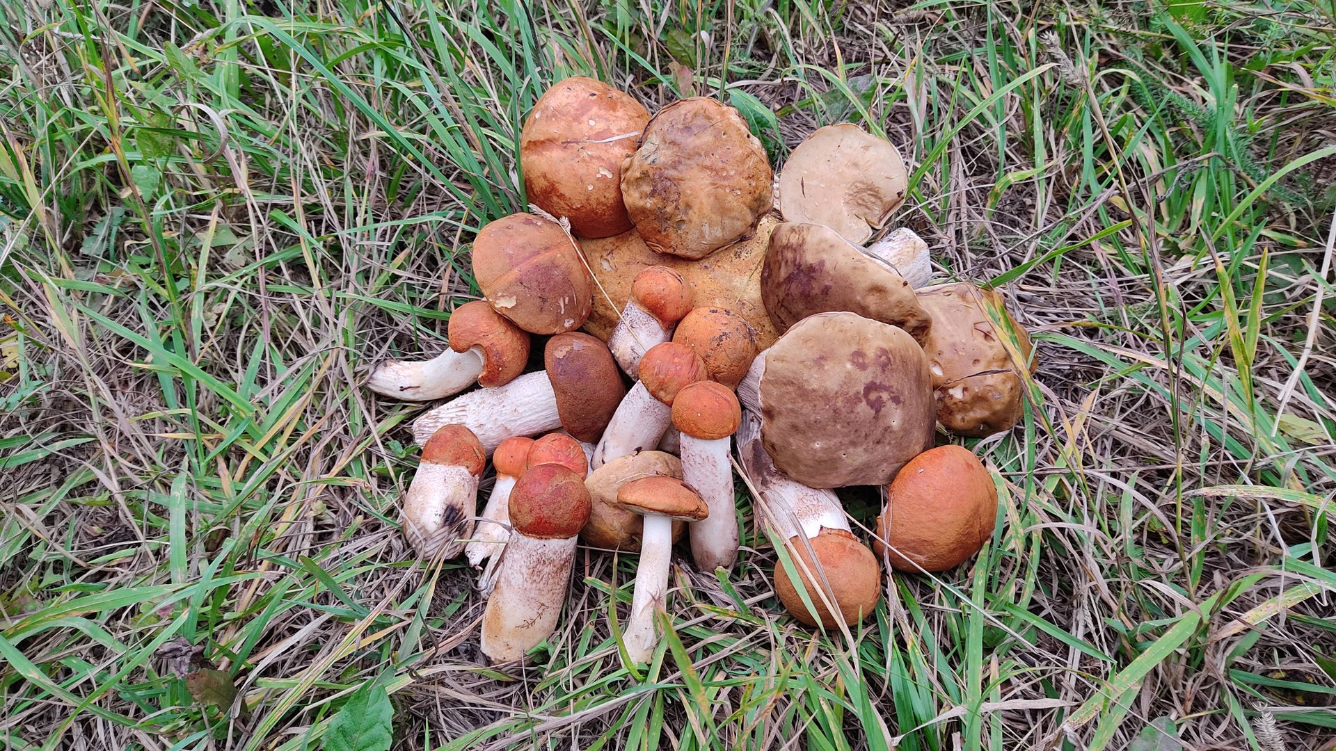 Съедобные грибы в конце июля на Среднем Урале