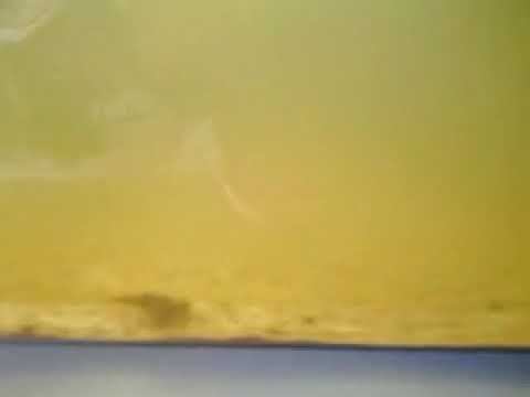 Triops cancriformis - щитень летний.