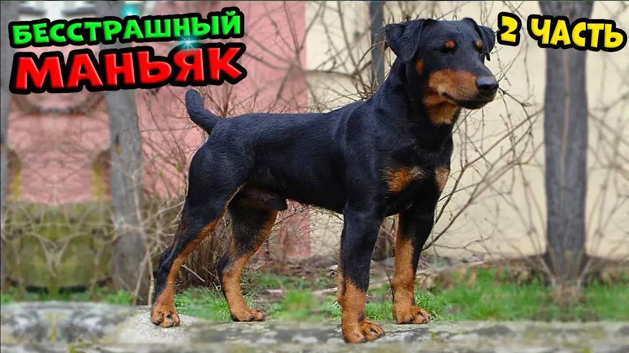 Держу Ягдтерьера (2-ЧАСТЬ)  #ягдтерьер #волкмикс #ягдтерьерволкмикс #volkmix