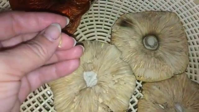 Жаренные мухоморы с чесноком, луком и зеленью. Рецепт как вкусно приготовить мухоморы. Вкуснятина.